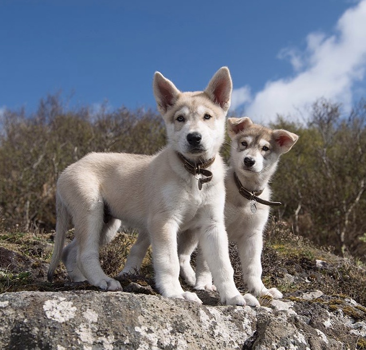 All Creatures Great and Small – Outcandour